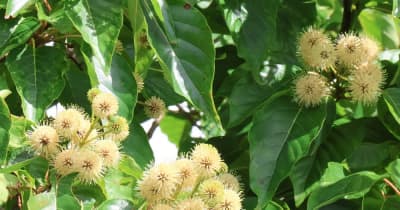 まんまる開花 珍しいヘツカニガキ 長崎大村 長崎新聞