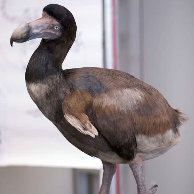 Scientists are attempting to bring the dodo back to life ｜ BANG Showbiz ...