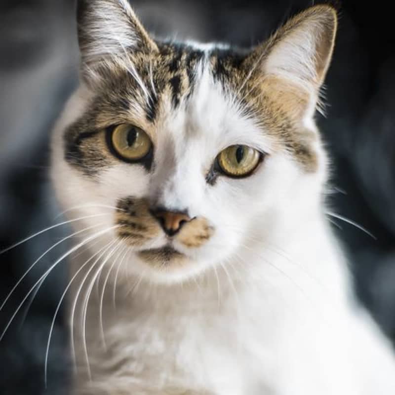 I Want My Own Cat Fateful Encounter That Saved The Loneliness I Want My Own Cat Fateful Encounter That Saved The Loneliness