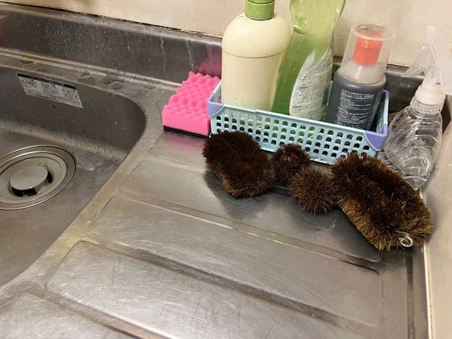 「駅務室の流しに忍ばせたのは誰だー！」 タワシに擬態する栗に爆笑する人続出「びっ栗」「そっくり」 - PORTALFIELD